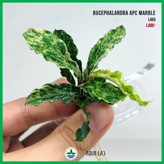[APC] Bucephalandra APC marble (บูเซปเอพีซีมาเบิ้ล) [ไม้น้ำ - Aquatic ...