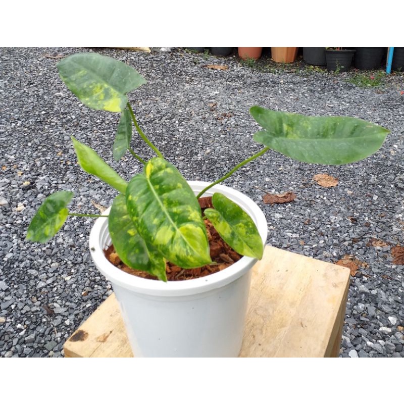 ต้นฟิโลเดนดรอนเบอรัลมาร์คด่าง Philo.Burle Marx Variegated | Shopee Thailand