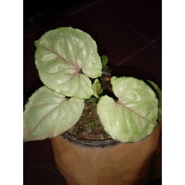 Syngonium Bold Allusion ออมเงินสีชมพู | Shopee Thailand