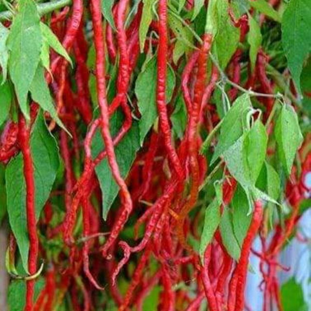 พริกยาว โจลอง 200 บาท | Shopee Thailand