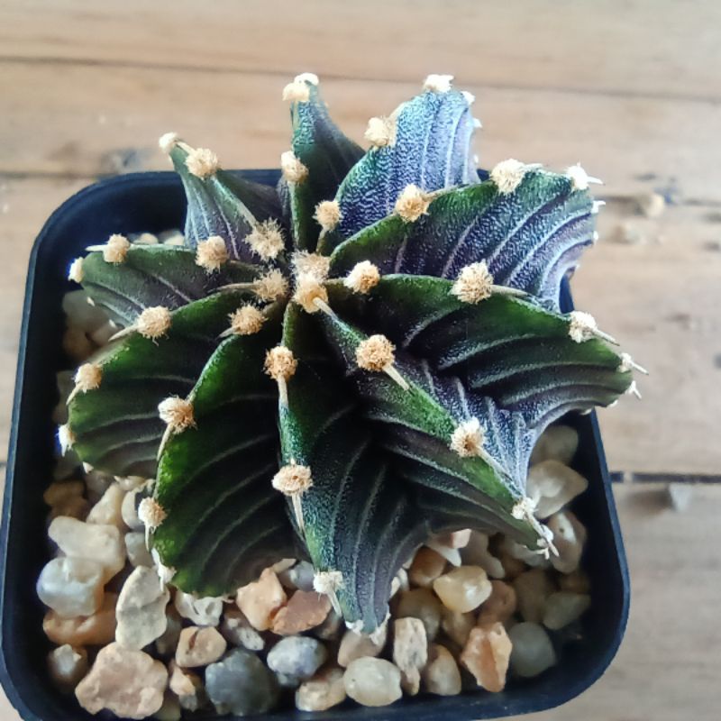 Gymnocalycium friedrichii LB2178 แท้!!! | Shopee Thailand