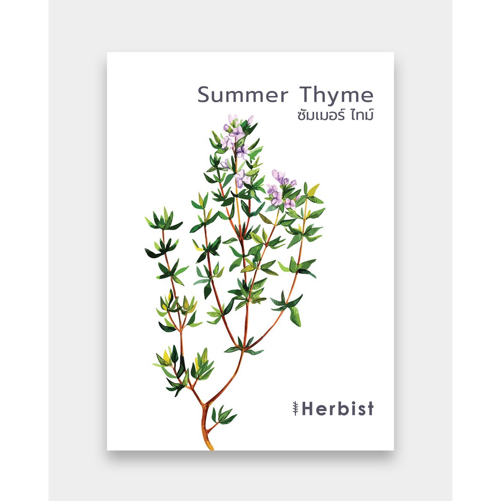 เมล็ดพันธุ์ สมุนไพร ซัมเมอร์ ไทม์ Summer Thyme 1,000 เมล็ด [USA] | Shopee Thailand