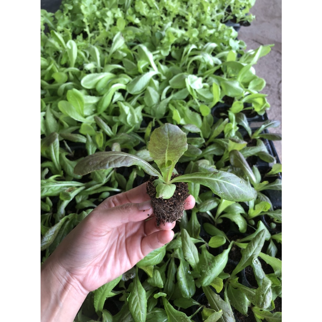 สลัด เรดคอส (Red Cos Lettuce) ต้นกล้าพร้อมปลูก กล้าละ 10 บาท | Shopee ...