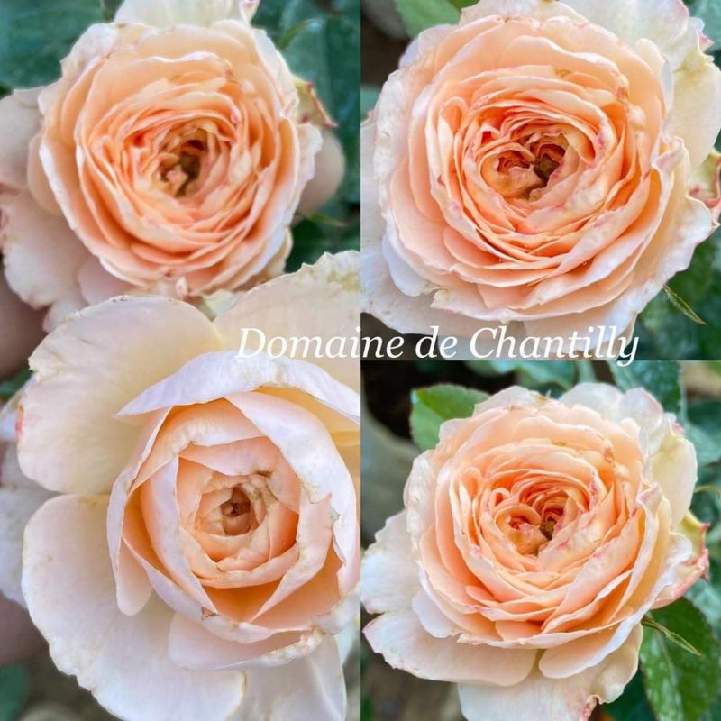 กุหลาบ โดเมน (Domaine de chantilly rose) | Shopee Thailand