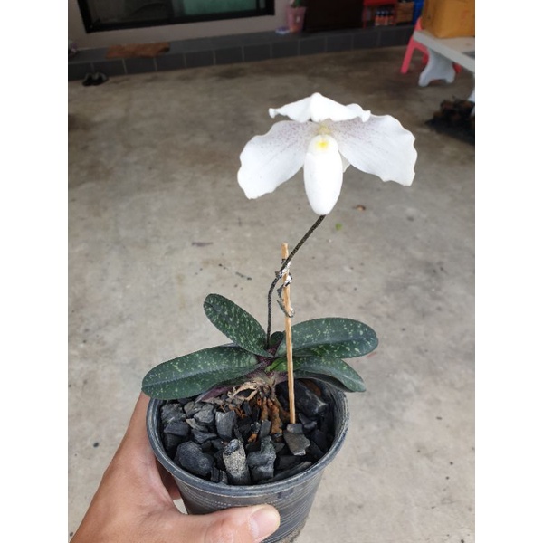 กล้วยไม้ รองเท้านารี รองเท้านารีขาวสตูล ( Paphiopedilum niveum (Rchb.f ...