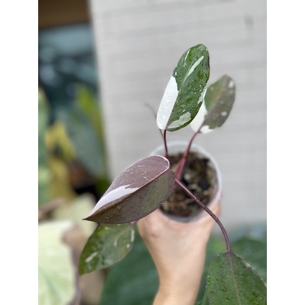 Philodendron Red Anderson ฟิโลเรดแอนเดอร์สัน | Shopee Thailand
