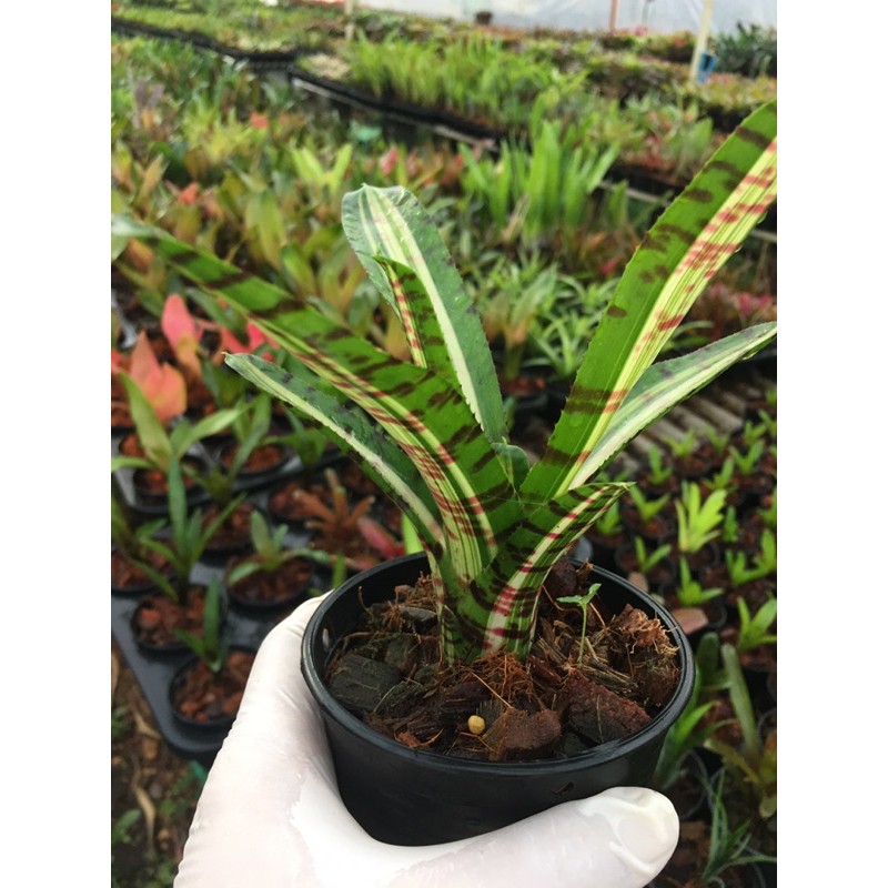 Mini Tiger Hybrid # สับปะรดสี#bromeliad# ต้นไม้สวยงาม# ไม้ประดับ# ตก ...
