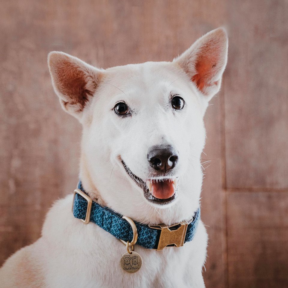 ปลอกคอสุนัข X Indigo 'BLUE' collar Human & Hound : ปลอกคอสุนัข รุ่นผ้า ...