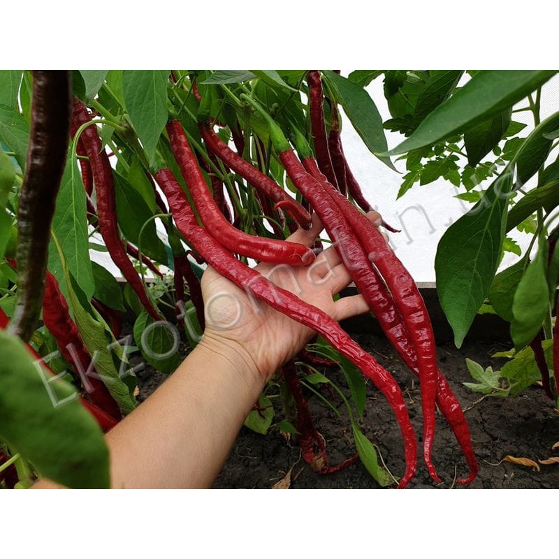 50 เมล็ด เมล็ดพริก สายพันธุ์ Long Red Cayenne Pepper (Capsicum annuum ...