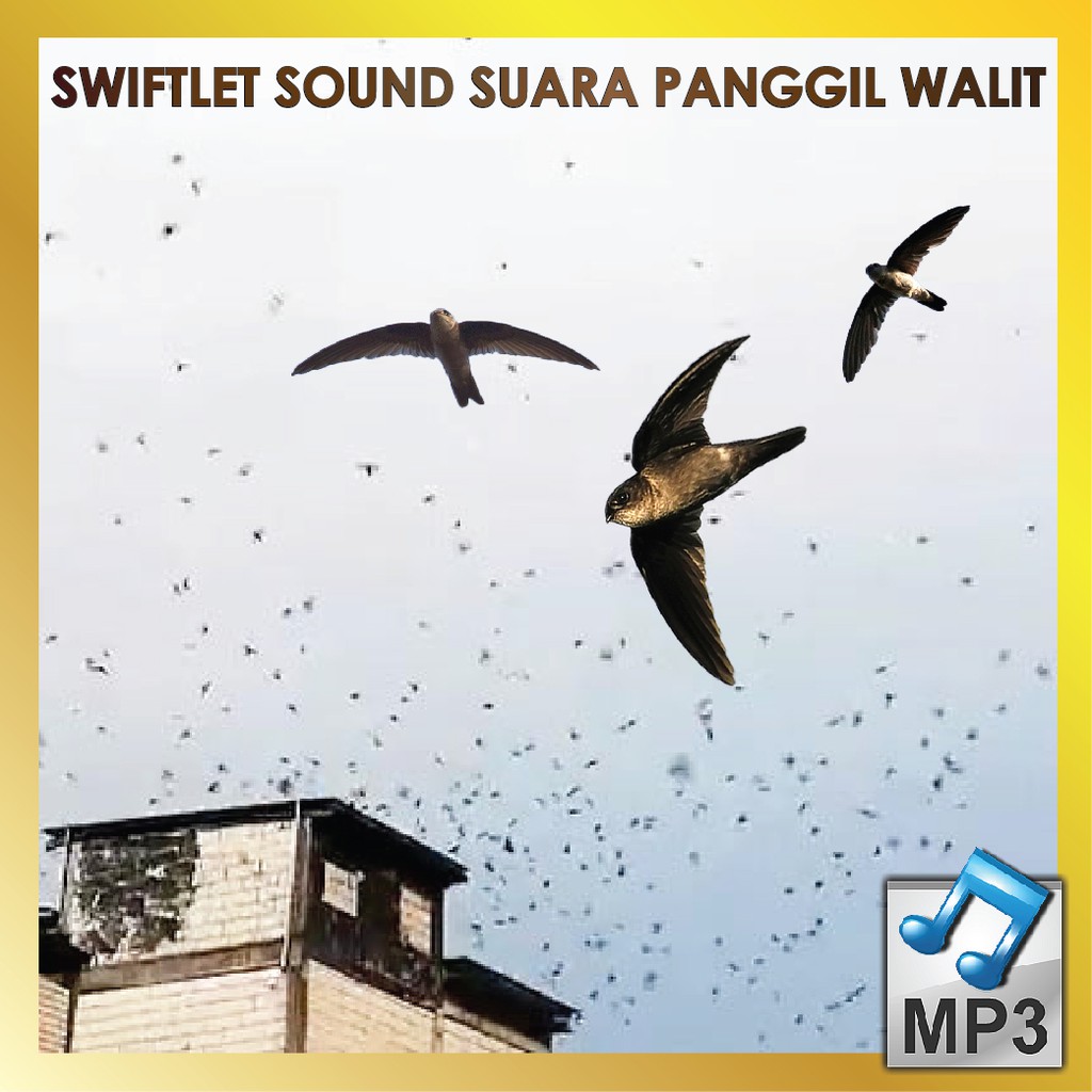 Swiftlet SWIFLET BIRD SOUND โทรด้วยเสียง รูปนกนางแอ่น | Shopee Thailand