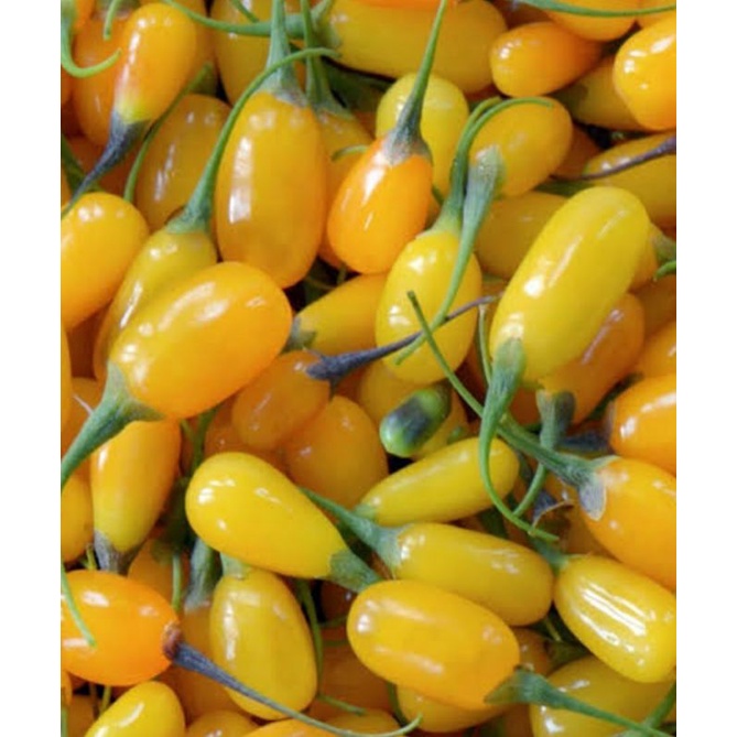 เมล็ดพันธุ์โกจิเบอร์รี่สีเหลือง/เก๋ากี้เหลือง( Amber Sweet Yellow Goji ...
