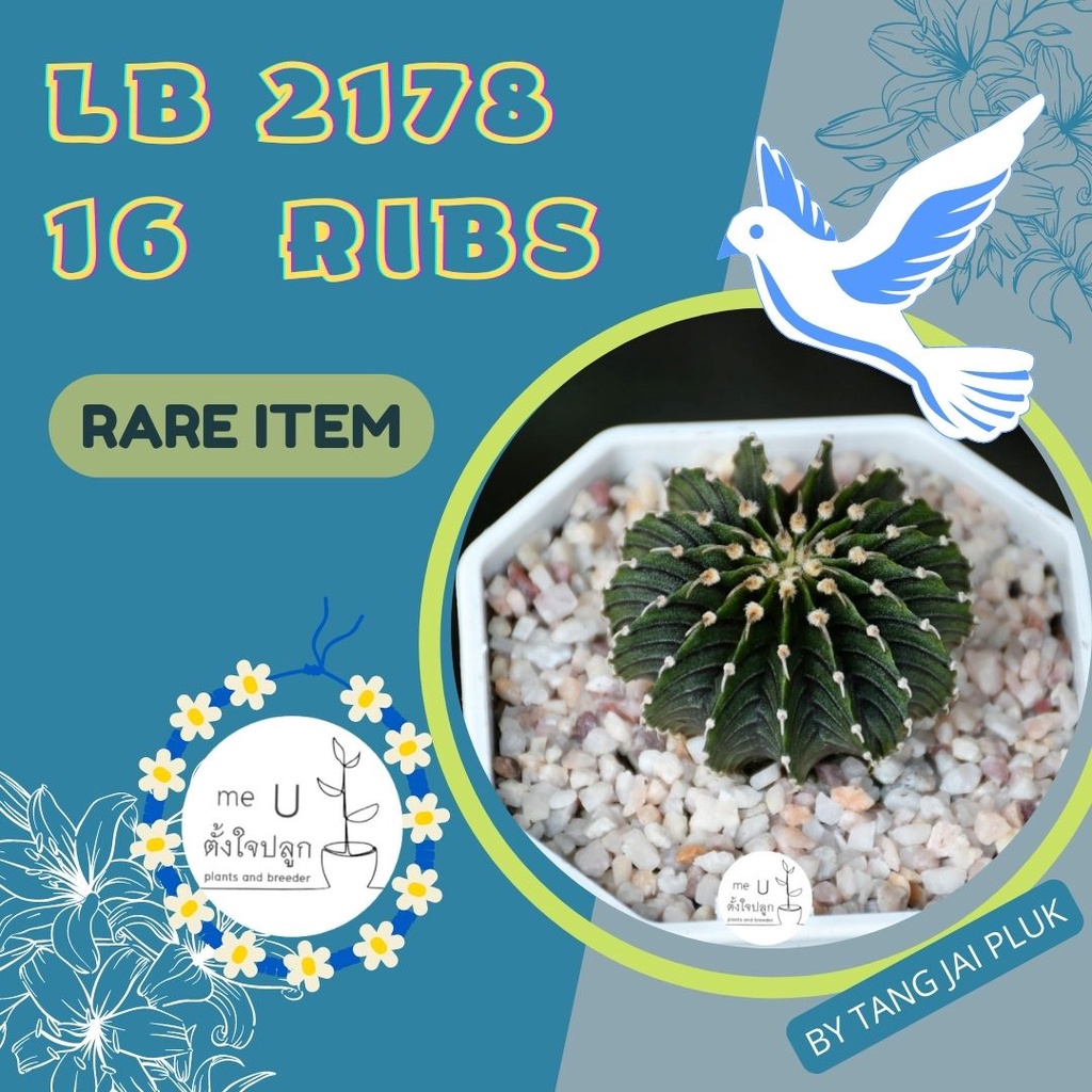 LB 2178 16 พู เพาะเมล็ด (ต้นกระบองเพชร Gymnocalycium mihanovichii LB2178 Agua Dulce ยิมโน พูเยอะ ...