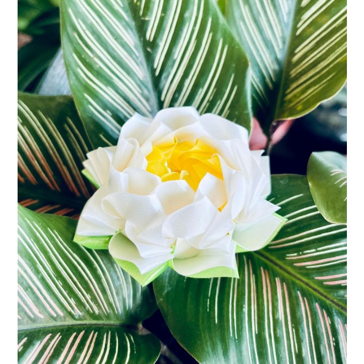 โปรยทานตัวเปล่า ดอกบัวฉลองขวัญ | Shopee Thailand