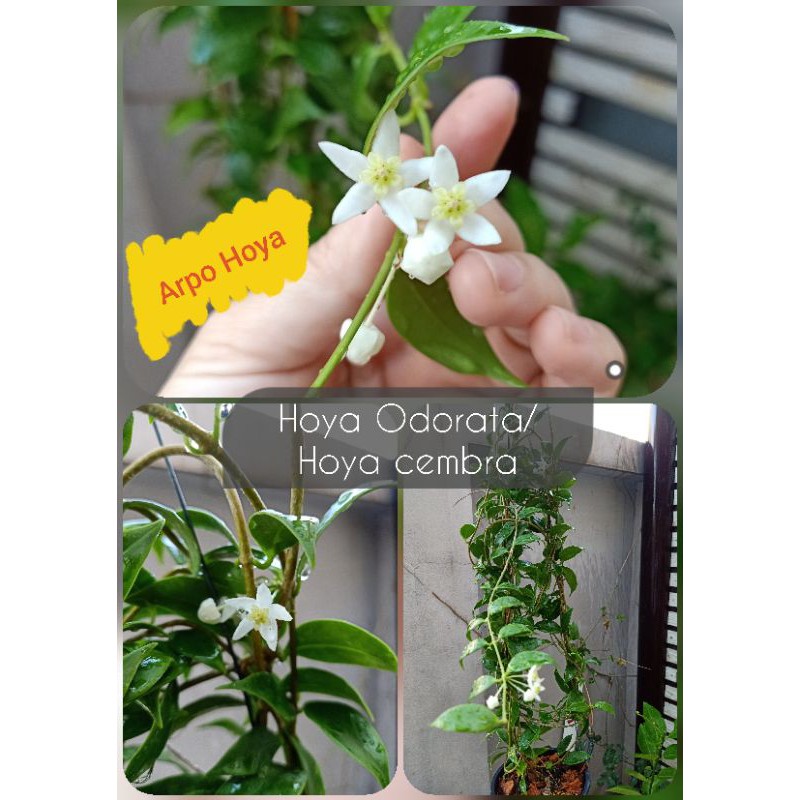 Hoya Cembra/odorata 3 ต้น ในกระถาง 4 นิ้ว | Shopee Thailand