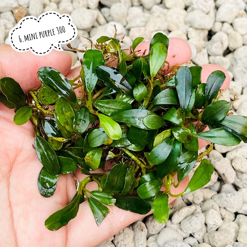bucephalandra mini purple ต้นไม้น้ำ bucep buce | Shopee Thailand