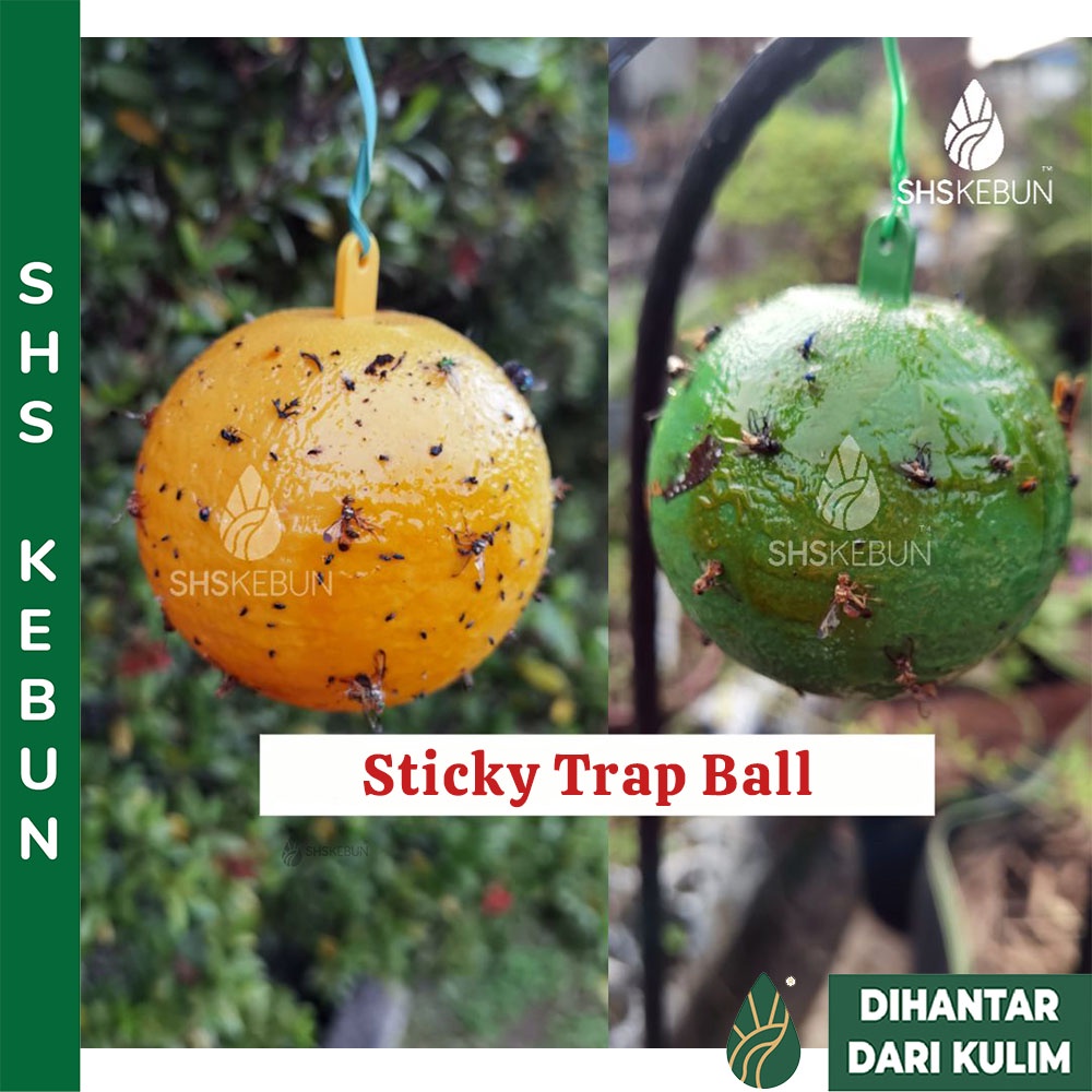 Fruitflies Sticky Trap Thrips White Stinking bug 77 มม.ผลไม้ Fly Trap ...