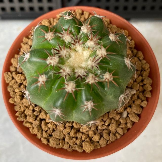 ดิสโก้แคคตัส Discocactus hybrid ไม้เมล็ด | Shopee Thailand