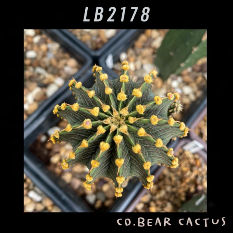 ไม้กราฟ LB2178 ไม้กราฟ LB แท้ ต้นแม่ 13 พู มีเชื้อคริส | Shopee Thailand