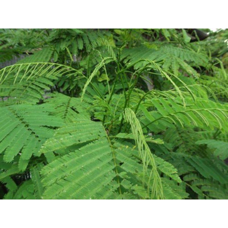 ต้นชะอมแบบบักชำต้นละ40บาท | Shopee Thailand