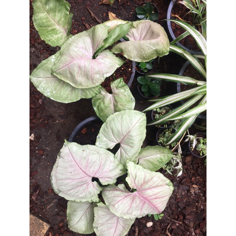 Syngonium Bold Allusion ออมเงินชมพู | Shopee Thailand