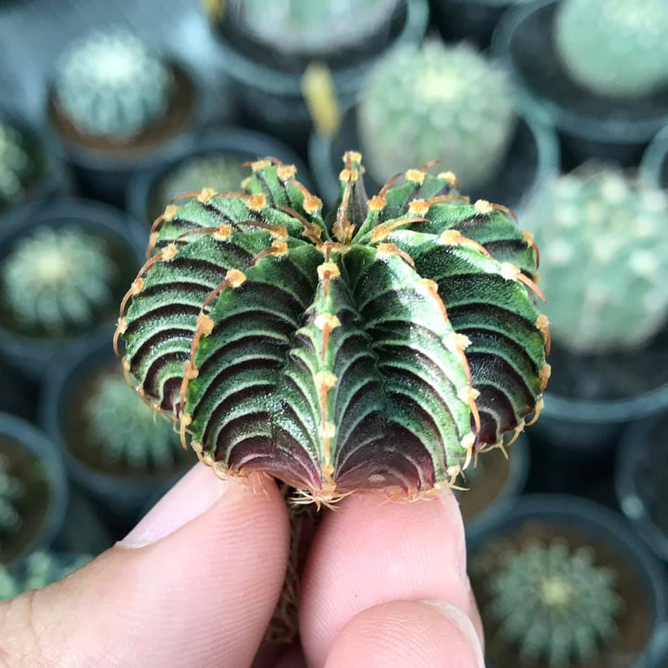 Gymnocalycium Friedrichii LB2178 Agua Dulce 10 พู ขนาด 4 cm. กระบองเพชร แคคตัส | Shopee Thailand
