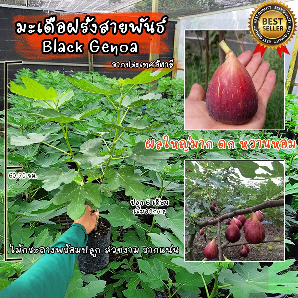 มะเดื่อฝรั่ง สายพันธ์ Black Genoa ต้นสวยงาม แข็งแรง รากแน่น เป็นต้น ...