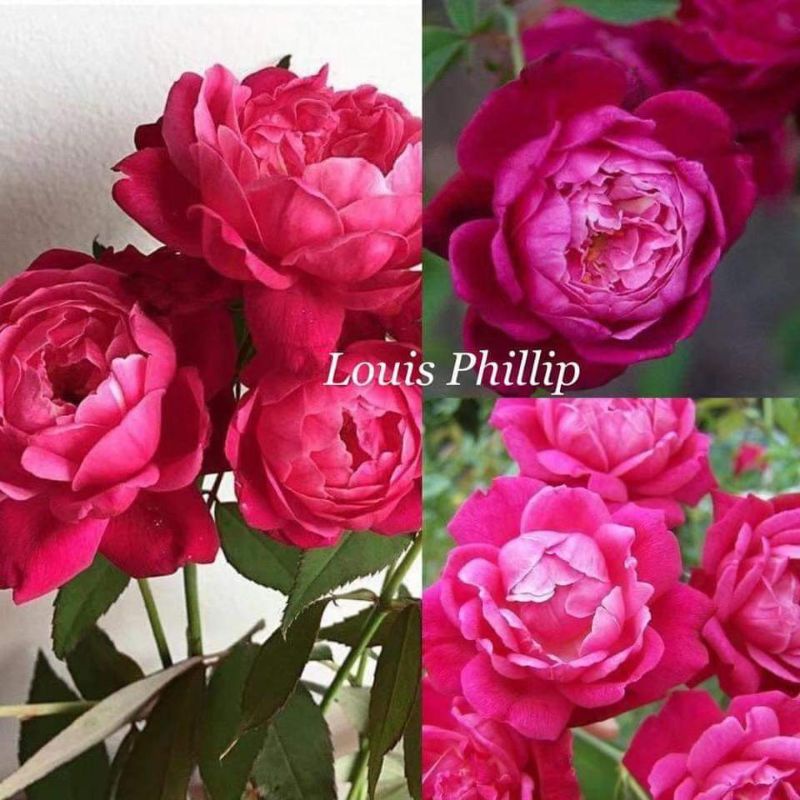 กุหลาบ หลุยส์ ฟิลลิป (Louis phillip rose) | Shopee Thailand