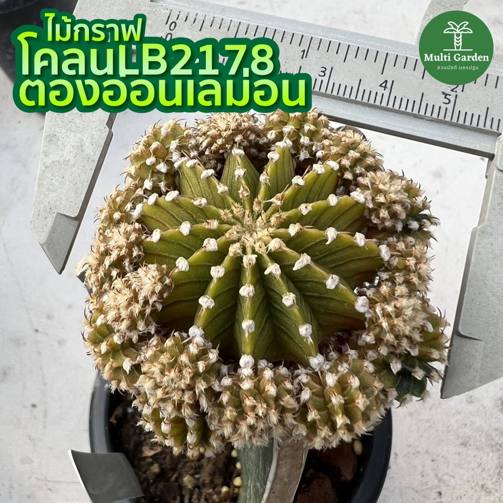 พร้อมส่ง แคคตัส ไม้กราฟ แม่พันธุ์ LB2178 LBแท้ ตองอ่อนเลม่อน สายชำหน่อ สายกราฟ แนะนำ | Shopee ...
