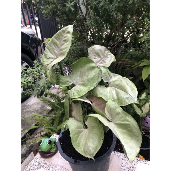 Syngonium Bold Allusion ออมเงินใบชมพู (Strawberry Ice) | Shopee Thailand