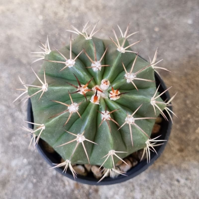 Melocactus curvispinus subsp. caesius | Shopee Thailand