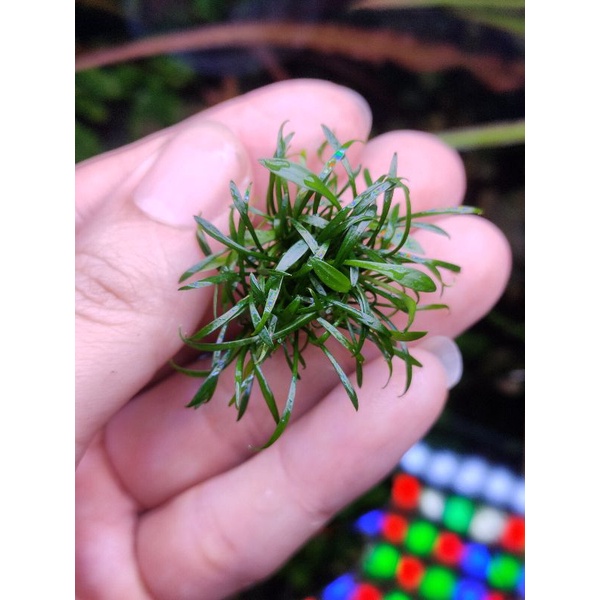 cryptocoryne parva mini ลิ้งนี้คือใบน้ำ 💯% ย้ำไม่ใช่ใบบก ครับ | Shopee ...