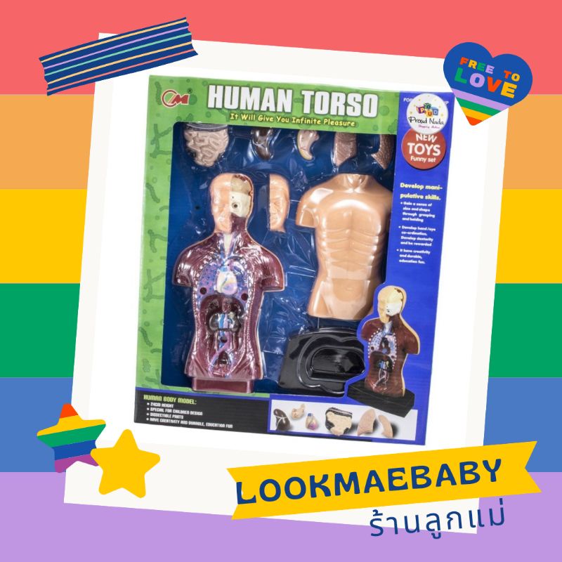 Human Torso ชุดจำลองระบบร่างกาย Human Anatomy อุปกรณ์การเรียนรู้ ของ ...