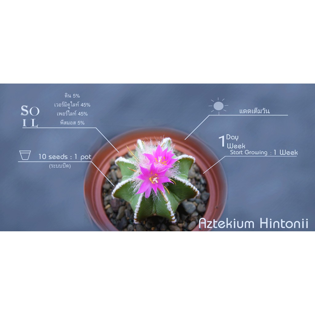 Aztekium Hintonii (5 seeds) | Shopee Thailand