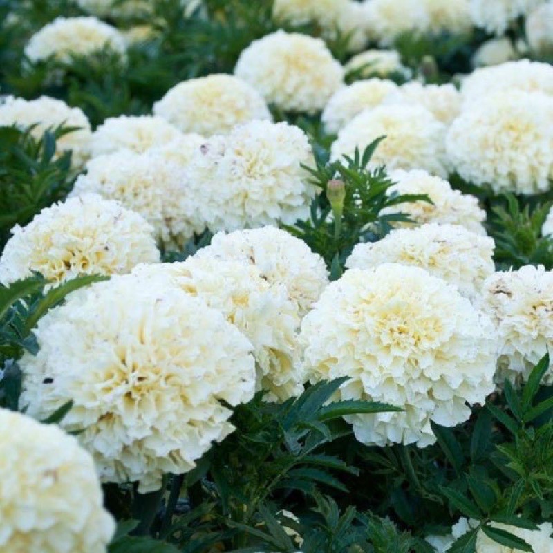 เมล็ดพันธุ์ ดาวเรืองสีขาว (White African Marigold) บรรจุ 10 และ 40 ...