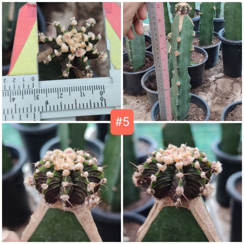 แคคตัสยิมโนไม้กราฟ โคลน LB2178 แท้ | Shopee Thailand