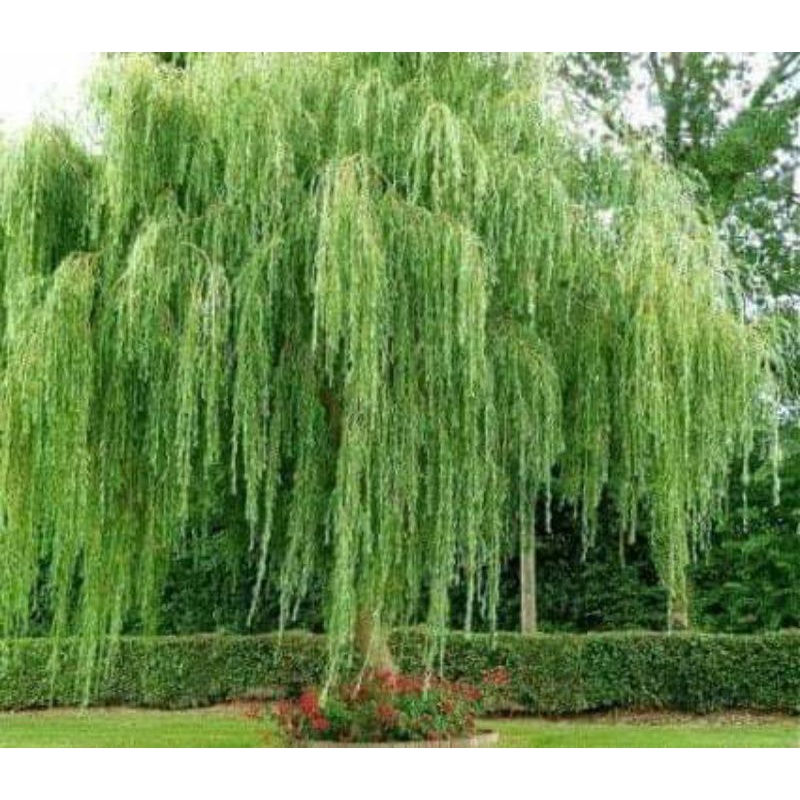 เมล็ดพันธุ์ อเมริกันวีปปิ้งวิลโลว ( American Weeping Willow Seed) บรรจุ ...