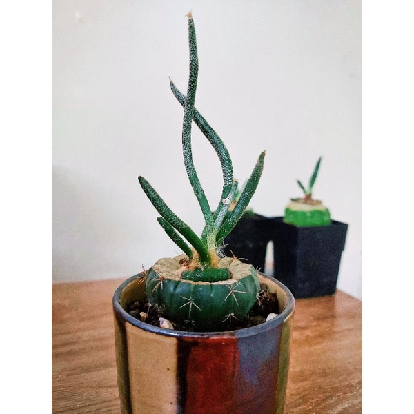 คาปุดเมดูซ่า Capud medusae ส่งเเบบถอดราก | Shopee Thailand