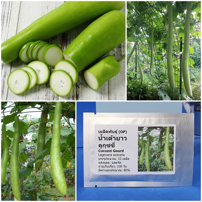เมล็ดพันธุ์ น้ำเต้ายาว คูกุซซี่ (Cucuzzi Gourd Seed) บรรจุ 10 เมล็ด ...