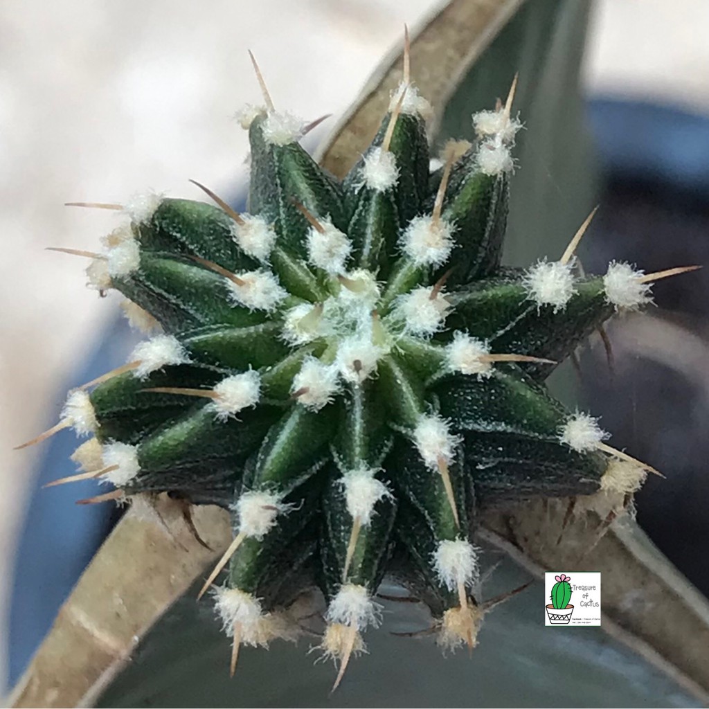 แคคตัส Cactus LB2178 แท้ Gymnocalycium mihanovichii LB2178 ‘Agua Dulce ...