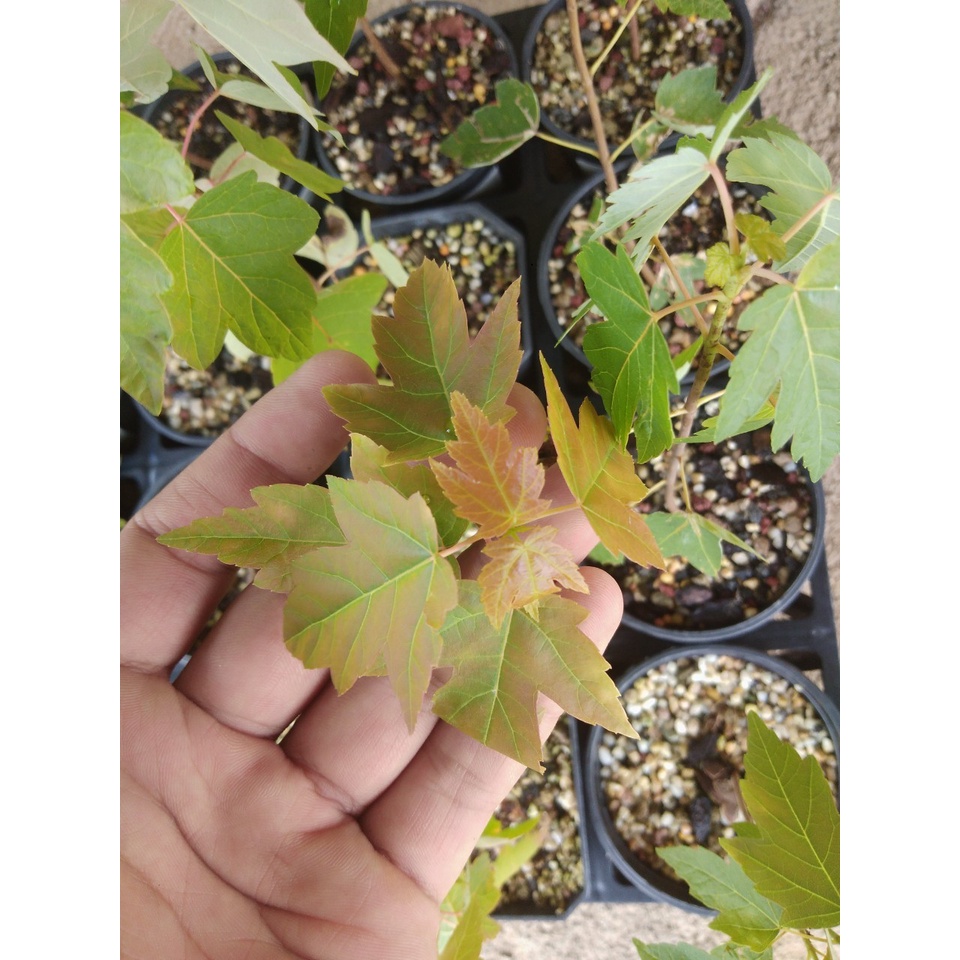 ต้นกล้า Silver Maple เมเปิ้ลสีเงิน เพาะเมล็ดในไทย กระถาง4นิ้ว | Shopee ...