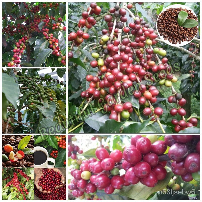 ถูก ใหม่ สายพันธุ์เมล็ดพันธุ์ กาแฟ Coffea Seeds Coffee Tree Fruit Seeds ...