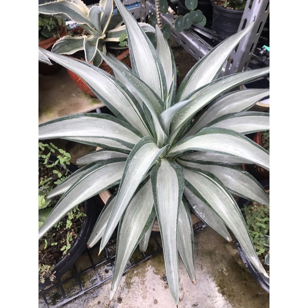 Agave quick silver ☘️ อากาเว่ควิกซิลเวอร์ | Shopee Thailand