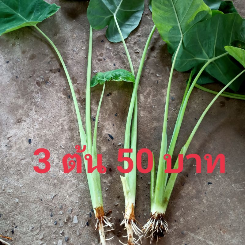 ทูน บอนทูน ต้นละ20บาท 3 ต้น 50 บาท บอนกินได้ คูน ทูน ตูน ตุน ออดิบ อ้อ ...