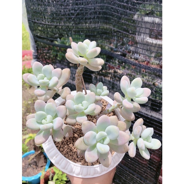 Miul ไม้อวบน้ำ ตระกูลลูกอม เลี้ยงง่าย | Shopee Thailand