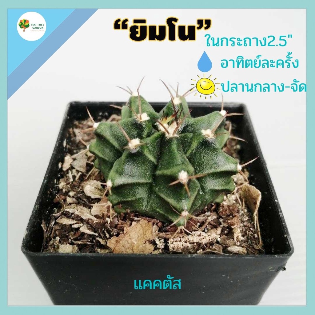 ยิมโน แคนตัส gymnocalycium cuctus ยิมโนเขียว ไม้อยู่ในกระถาง 2.5นิ้ว ต้นกระบองเพชร | Shopee Thailand