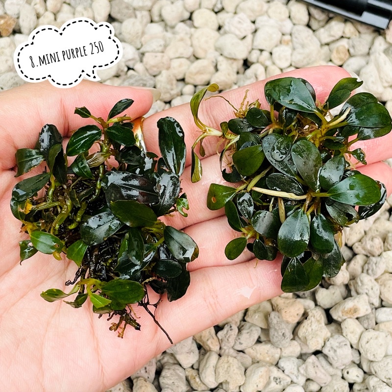bucephalandra mini purple ต้นไม้น้ำ bucep buce | Shopee Thailand