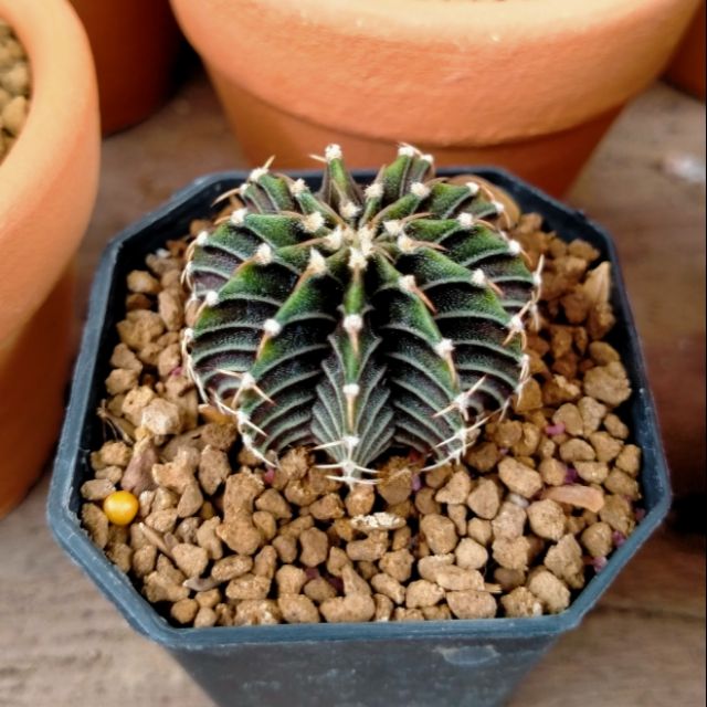 Cactus LB2178 แท้100% #11พู (ไม้เพาะเมล็ด) | Shopee Thailand