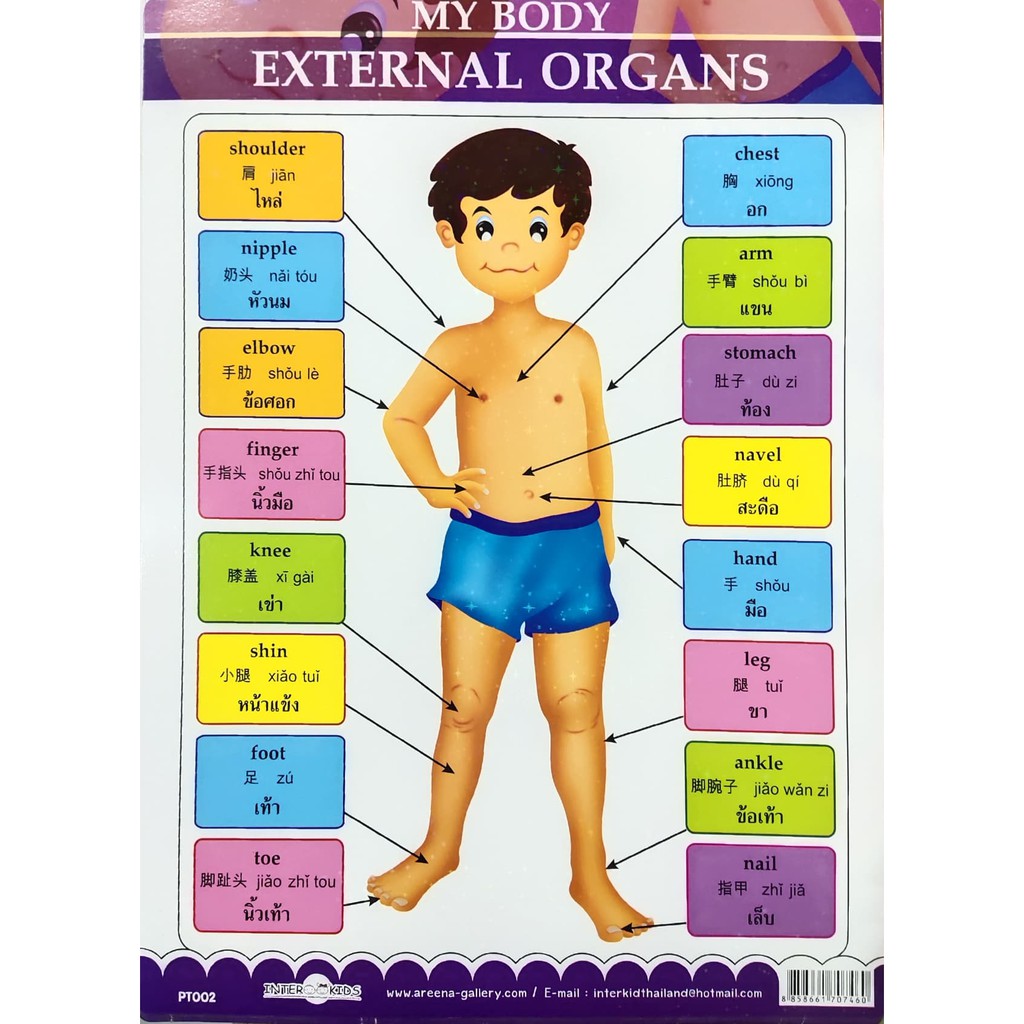 MY BODY EXTERNAL ORGANS #PT002 ภาพโปสเตอร์ 3 ภาษา ไทย อังกฤษ จีน(ขนาด ...
