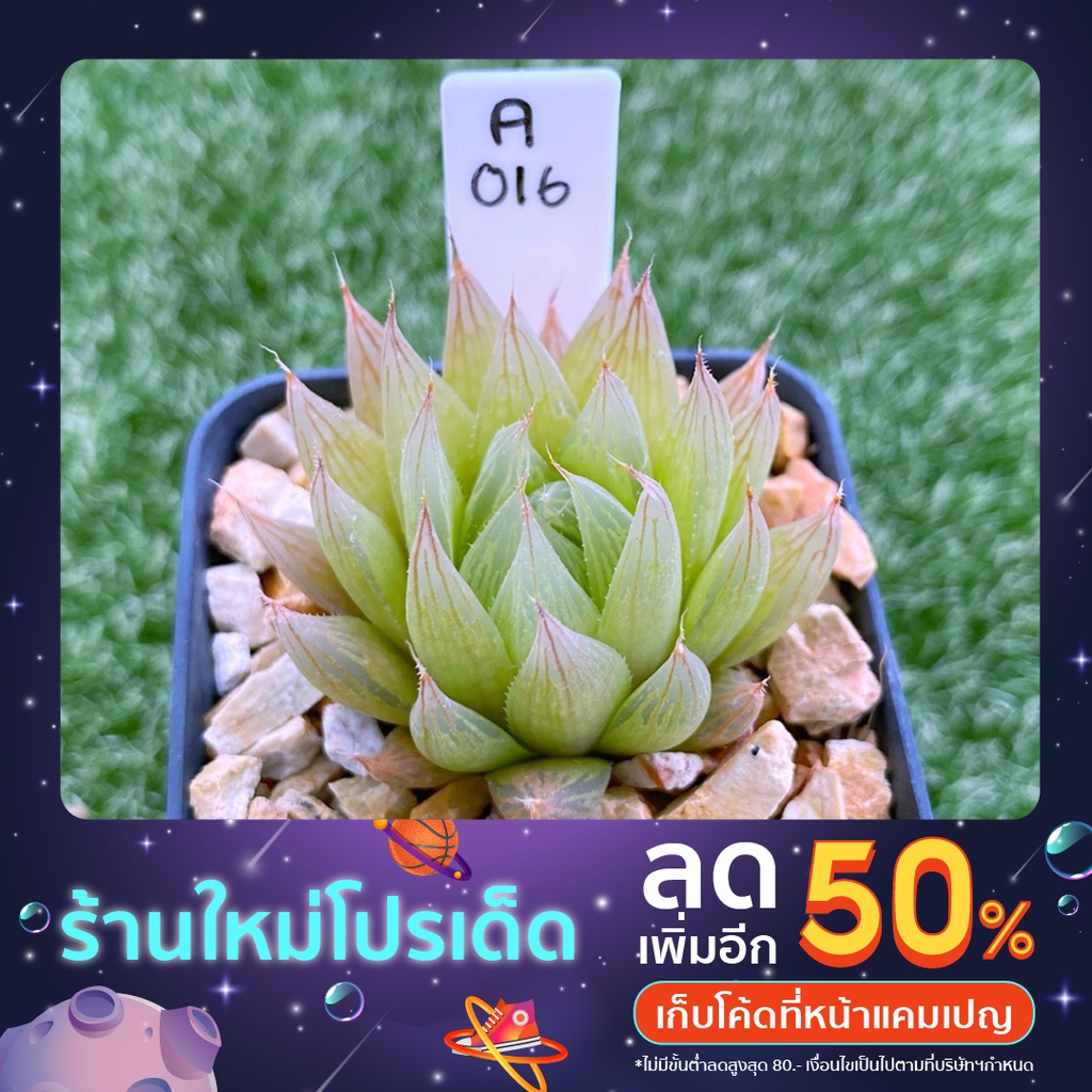 H.cooperi ‘seturifera’ A016(เซทเทอริเฟอร่า) | Shopee Thailand