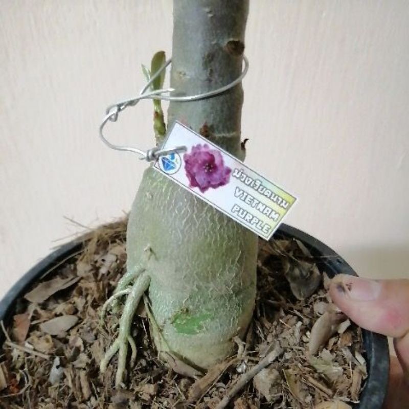 Enium Plant ที่จะเข้ามา (โฮมโฮมโฮม //// โฮมเบบี้ (หน้าแรก> สินค้า> บ้าน>> บ้าน> ผลิตภัณฑ์> บ้าน ...